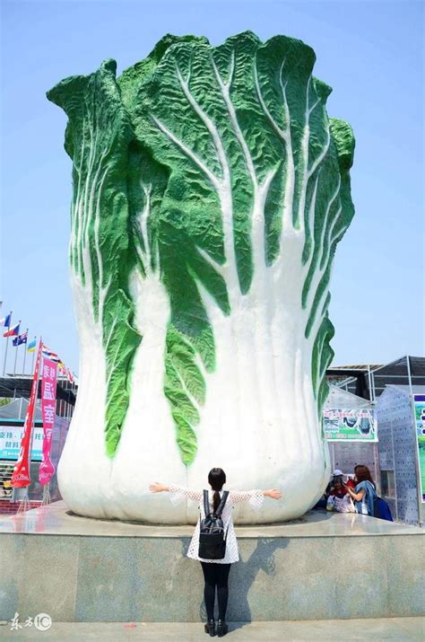 山東濰坊壽光大白菜雕塑很漂亮 每日頭條