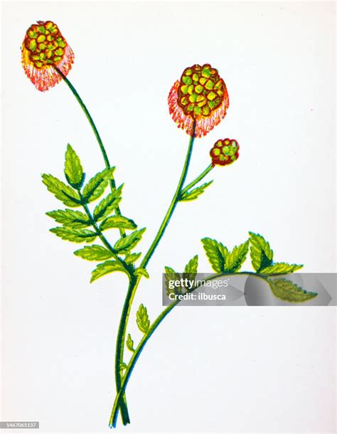 Antique Botany Illustration Of Wild Flowers Salad Burnet Poterium