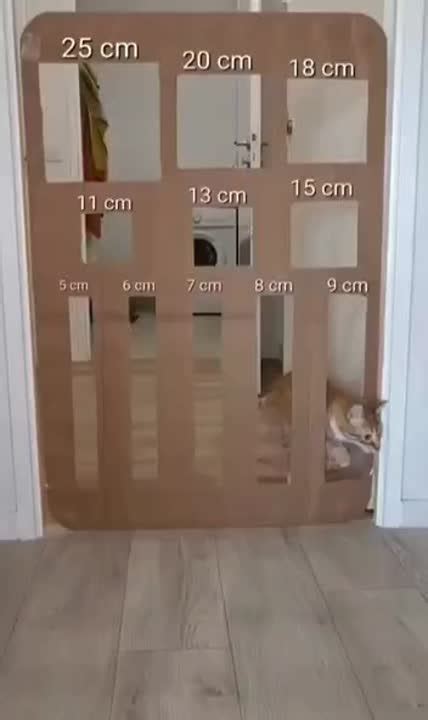 Alexander Berezovskyi On Linkedin Work Job Qa Testing Dev Test Cat It Humor Ithumor