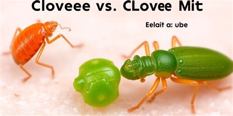 Chigger Vs Clover Mite Identification Guide Mini Pest