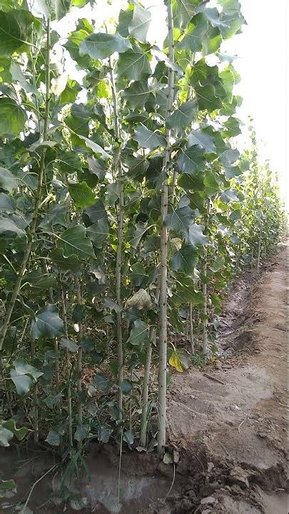 صنوبر،تبریزی در آرال نهال میاندوآب 0914381201409142711245 Youtube