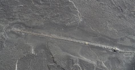 Crinoids And Blastoids Collections The Fossil Forum