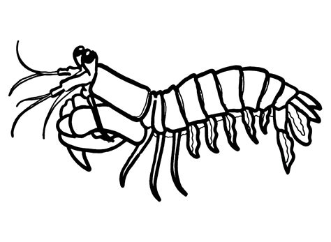 Mantis Shrimp Coloring Pages 2025