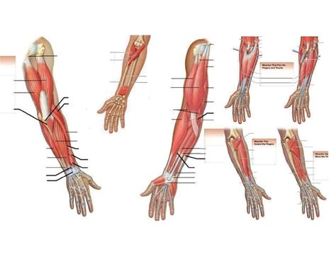 Diagram Of Cpps 221 Lecture 8 Arm Diagram Quizlet