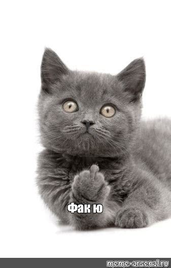 Создать мем кошка показывает фак кот средний палец серый котенок пнг Картинки Meme