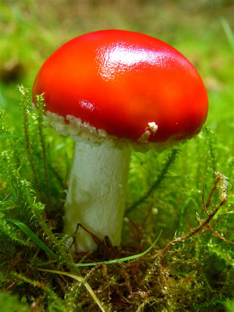 무료 이미지 자연 꽃 선물 녹색 작은 가을 플로라 숲 바닥 진균류 비행 Agaric 진드기의 볼레트 위험 곰팡이 종 산림 버섯 빨간 비행