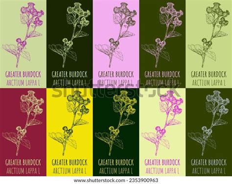 Arctium Lappa L Over 4 Royalty Free Licensable Stock Vectors And Vector Art Shutterstock