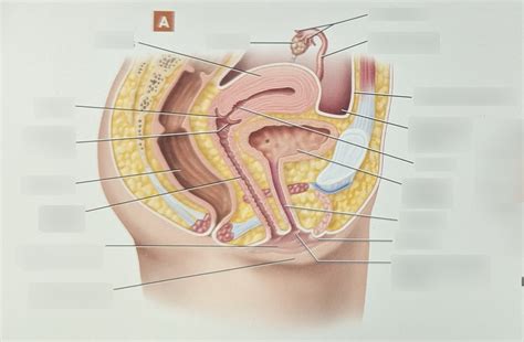 Figure 278 Midsagittal Section Of The Female Pelvis A Illustration