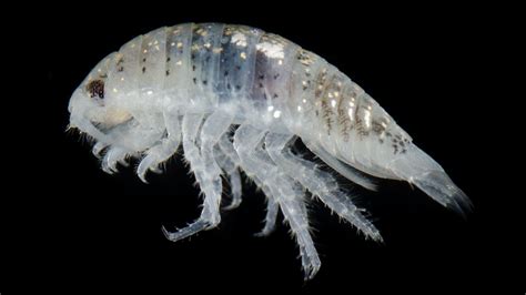 Swarms Of Mini Shark Beach Bugs Are On A Foot Biting Rampage In