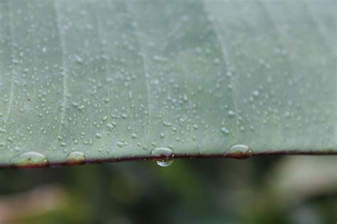 매크로 사진의 자연 그린 리프 패턴 배경으로 사용 하기 위해 0명에 대한 스톡 사진 및 기타 이미지 0명 개념 개념과 주제 Istock