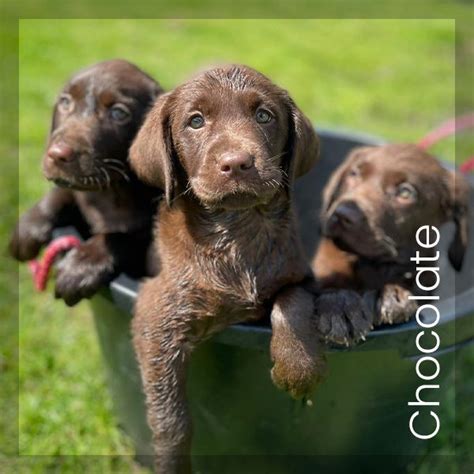 Labrador Breeders Kent At Harriet Irwin Blog