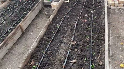 Подредба на зеленчуците в оранжерията Youtube