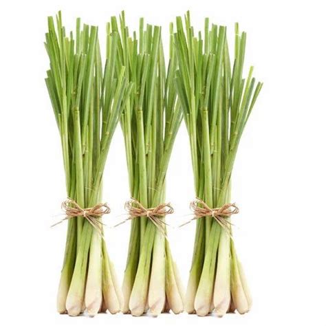 Lemon Grass At ₹ 100kilogram Cymbopogon In Indore Id 14207250273