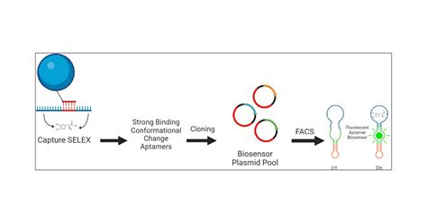 Generalized Strategy For Engineering Mammalian Cell Compatible Rna