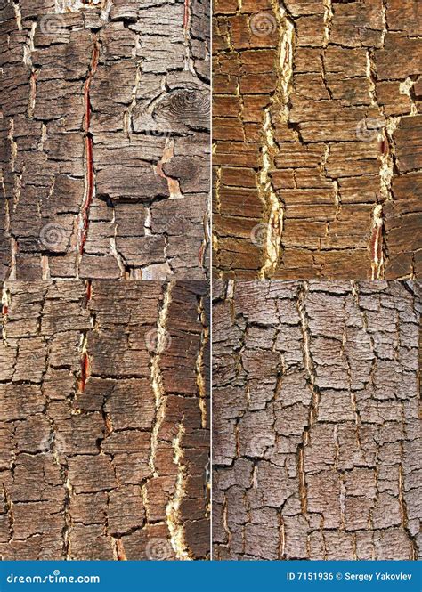 A Cortex Of A Tree Stock Photo CartoonDealer Com 85289604