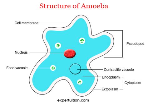 Amoeba Babes Cell Structure