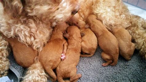 Пудель Штрудель Дорогие друзья у нас первый сюрприз для Вас Совместно с нашими партнерами