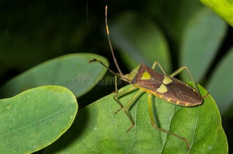 Leaf Footed Stink Bug Nymphs On Tomato Plant Leaf Stock Image Image Of Smell Pestilence 20152909