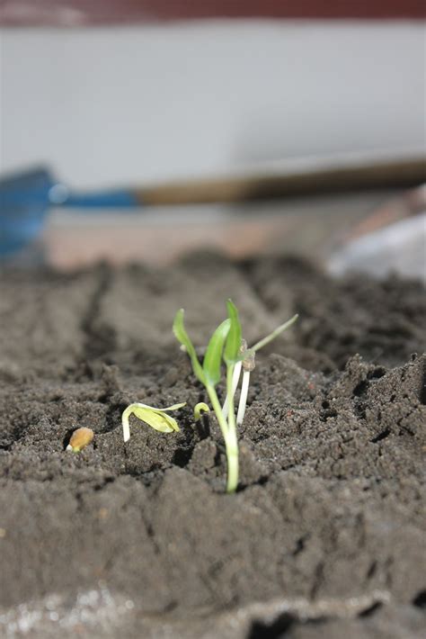 Pengamatan Pertumbuhan Tanaman Sawi Belajar Dan Berbagi