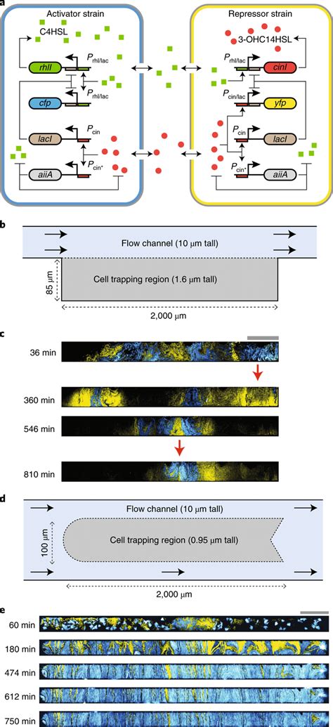 Dynamics Of The Two Strain Oscillator In Large Microfluidic Devices A Download Scientific