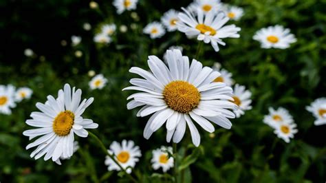 Daisy Laptop Wallpapers Top Free Daisy Laptop Backgrounds Wallpaperaccess