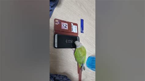 정지화면 아님 ㅡ 멍때리는 앵무새 쑤옹 Youtube