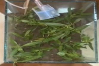 TOMATO DISEASES DETECTION Devpost