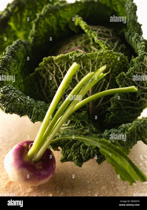 Turnip And Cabbage Stock Photo Alamy Turnip And Cabbage Stock Photo Alamy