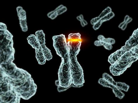 life in wireframe genetic programming