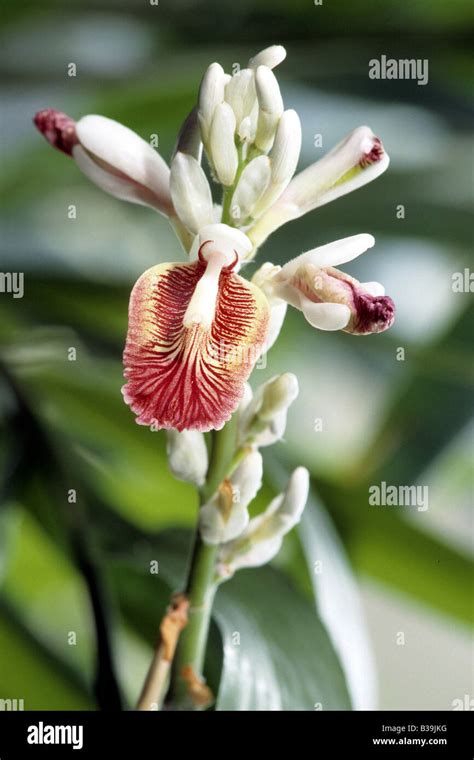 Lesser Galangal Blue Ginger Thai Ginger Alpinia Officinarum Kaempferia Officinarum Flower