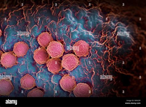 Rubella Virus Particles On Cellular Surface Rubella Disease Commonly