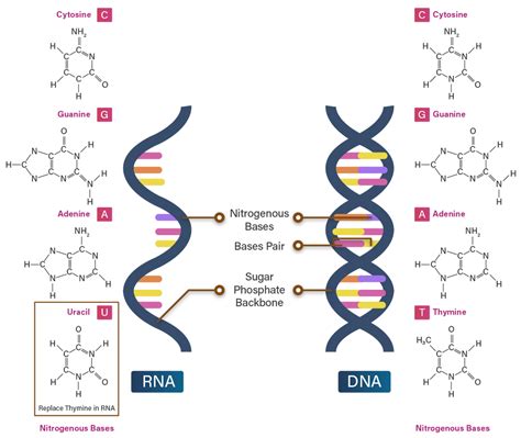 Perbedaan Dna Dan Rna