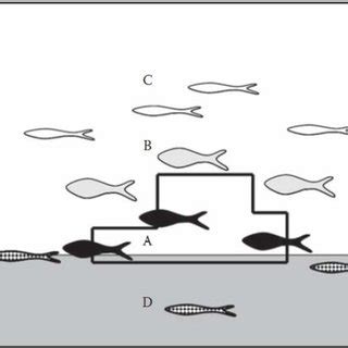 Classification Of Fish According To Their Position Relative To The Download Scientific Diagram