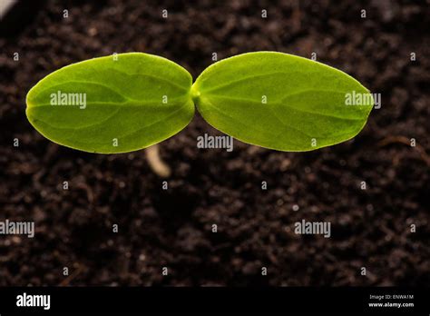 Seedling Spring Hi Res Stock Photography And Images Alamy