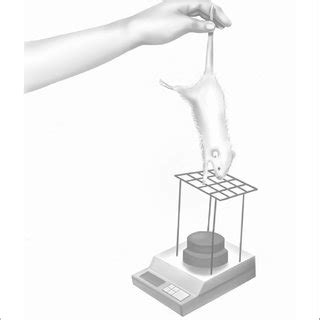 Intraoperative View Of The Interpositional Grafting Of The Right Median Download Scientific
