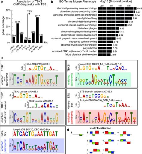 Chip Seq Analysis Identifies Genomic Binding Sites Of Tbx2 In E145
