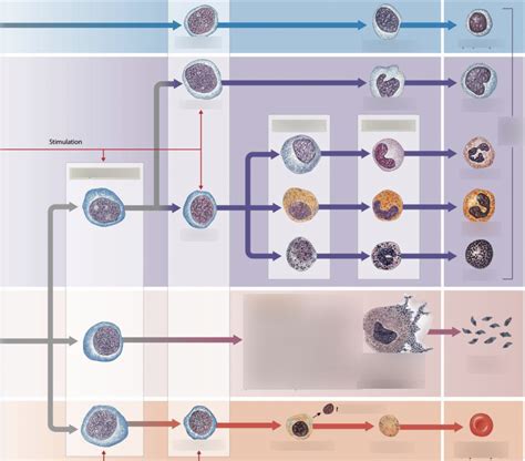 Lab Quiz 2 Diagram Quizlet
