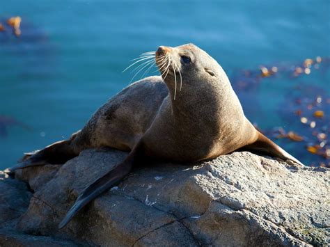 W Tych Miejscach Załapiesz Się Na Rejsy Na Foki W Polsce To Magiczna Atrakcja Podróże Wprost