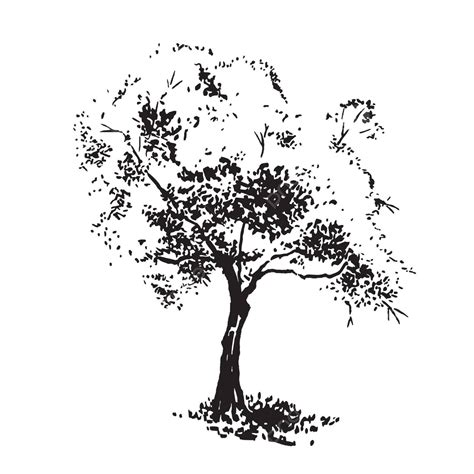 Realistic Black And White Image Of An Apple Tree Handdrawn With An Ink Brush In A Sketch Style