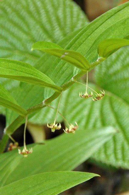 タケシマランユリ科素人植物図鑑