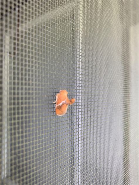 Itty Bitty R Whatsthisbug