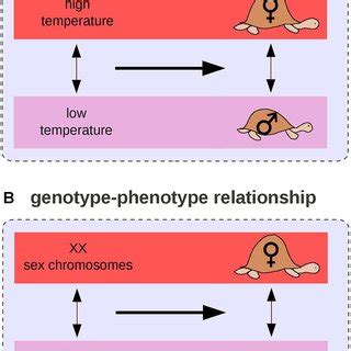 Environmentphenotype Relationship Vs GP Relationship For Sex Download Scientific Diagram