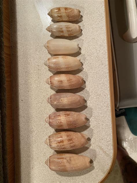 Are These The Shells Of The Deadly Cone Snail Banana River Florida Usa R Shells