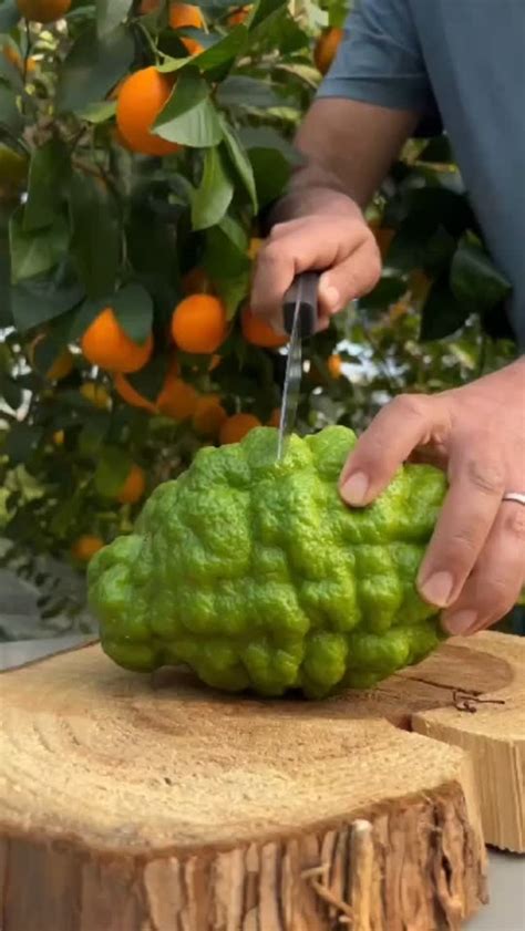 Instagram Video By ‎صوت صفير البلبل‎ • Jun 3 2023 At 1228 Pm