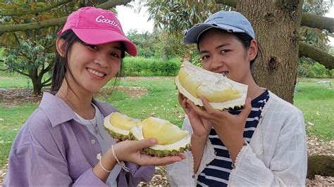 นักท่องเที่ยวแห่ชิมทุเรียนเสิงสางโคราชคึกคักดันยอดขายวันละ 1 ตัน สร้างรายได้พุ่ง Thairemark