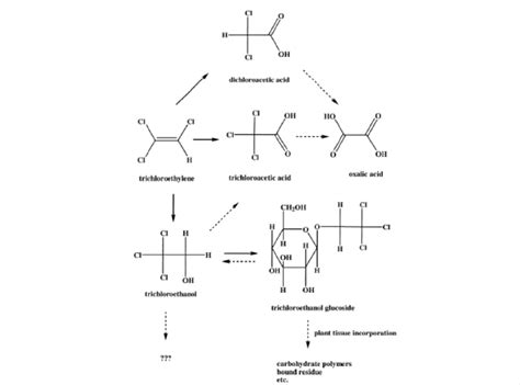 Proposed Scheme Of Tce Metabolism In Higher Plants Solid Arrows