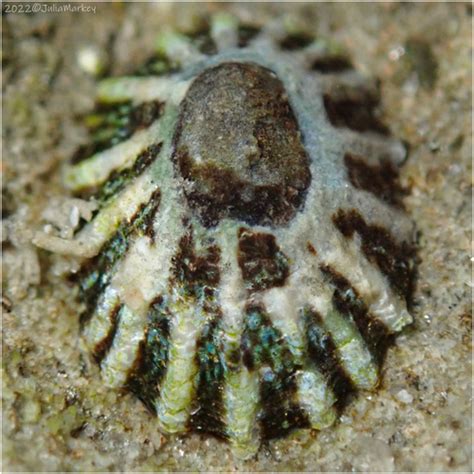 Lottia Conus · Inaturalist Mexico