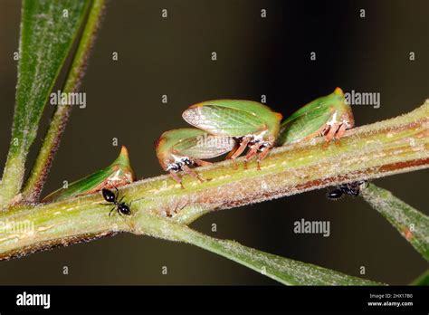 Acacia Trees And Ants