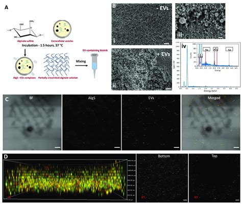 Three Dimensional Bioprinting Of Algs Ev Complexes A A Scheme Download Scientific Diagram