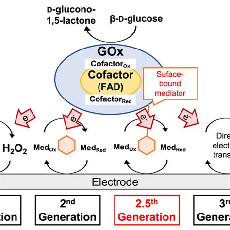 Scheme 1 Reaction Scheme Of Glucose Oxidation Catalyzed By Glucose